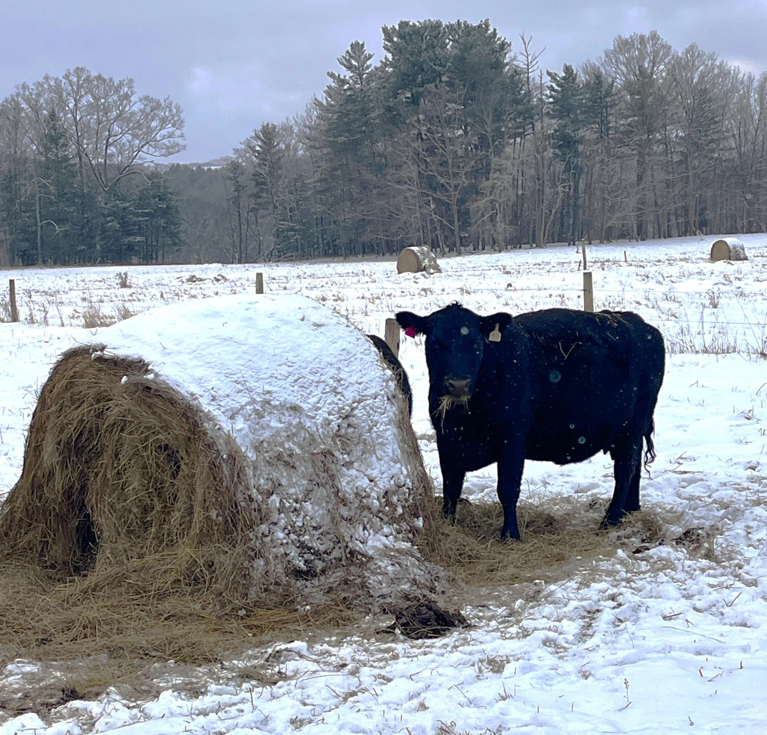 Bale Grazing: Regional Perspectives — NatGLC
