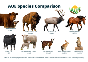 Livestock Stocking Rates: What Exactly is an Animal Unit Month (AUM ...