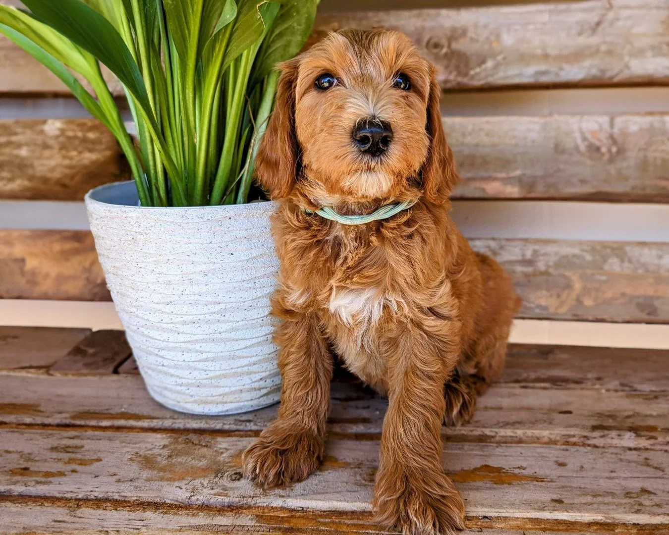 Meet the Parents | Adelaide Groodles — Adelaide Groodles