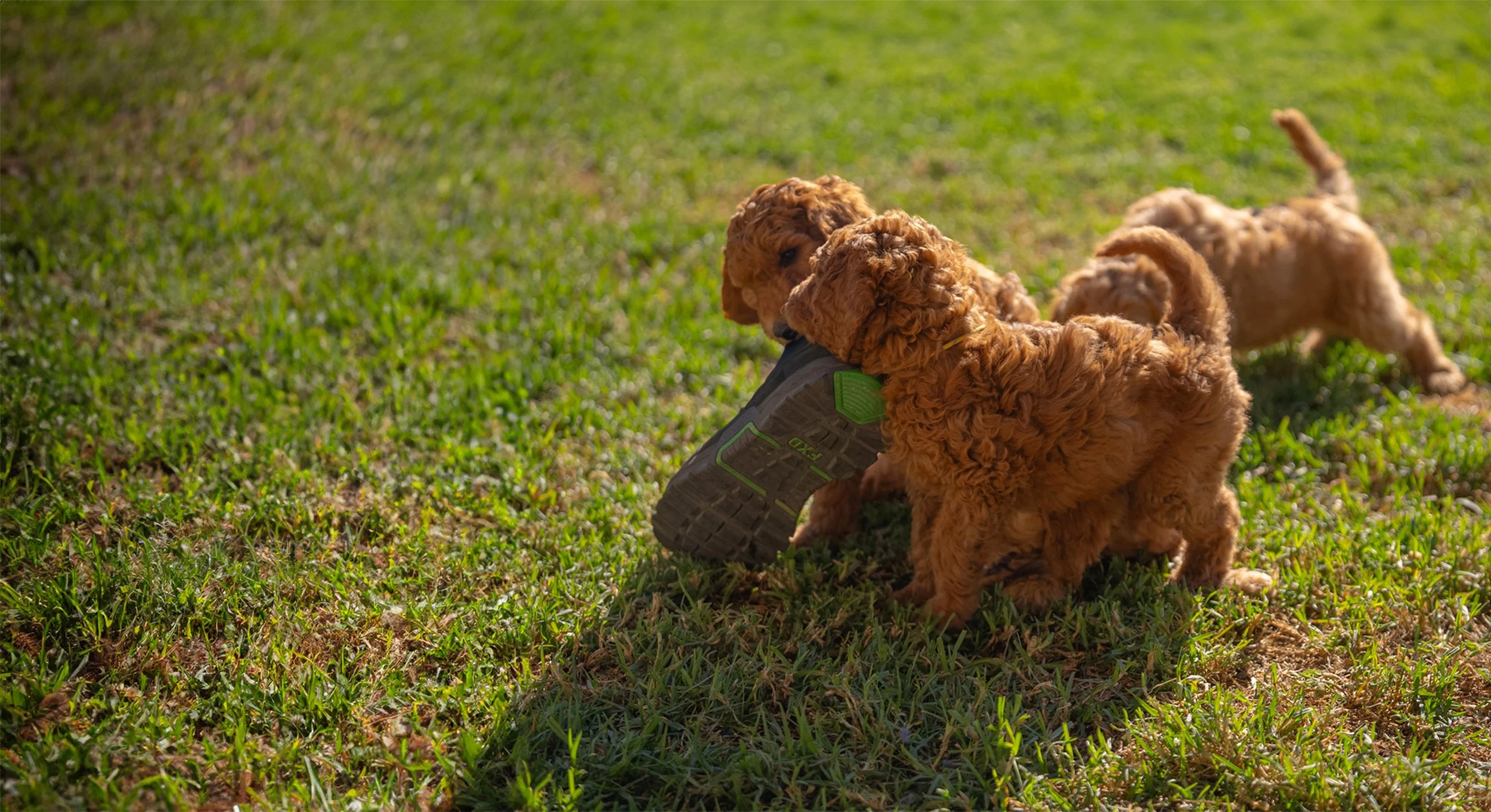 Puppy Curriculum | Adelaide Groodles — Adelaide Groodles