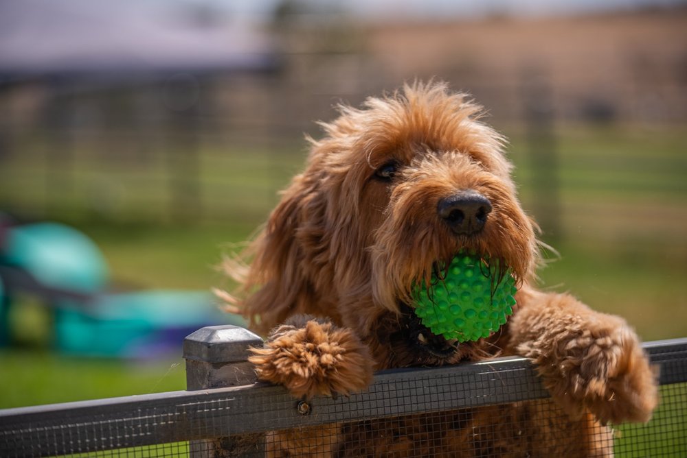 Meet the Parents | Adelaide Groodles — Adelaide Groodles