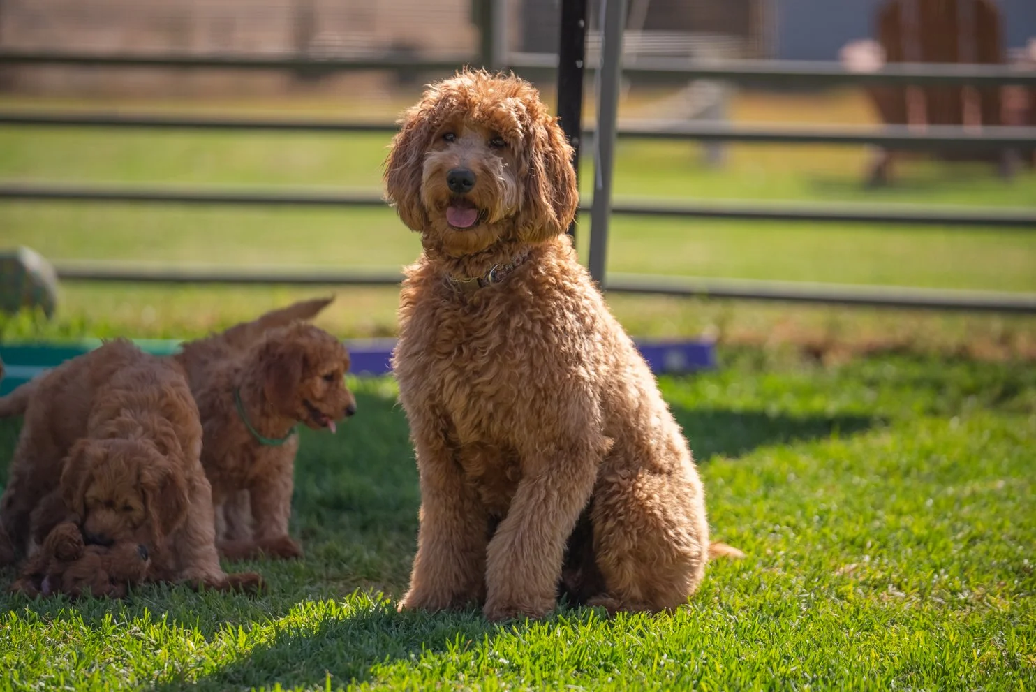 Meet the Parents | Adelaide Groodles — Adelaide Groodles