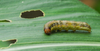 Does Your Lawn Have Armyworm Damage? Here’s How To Tell & What To Do