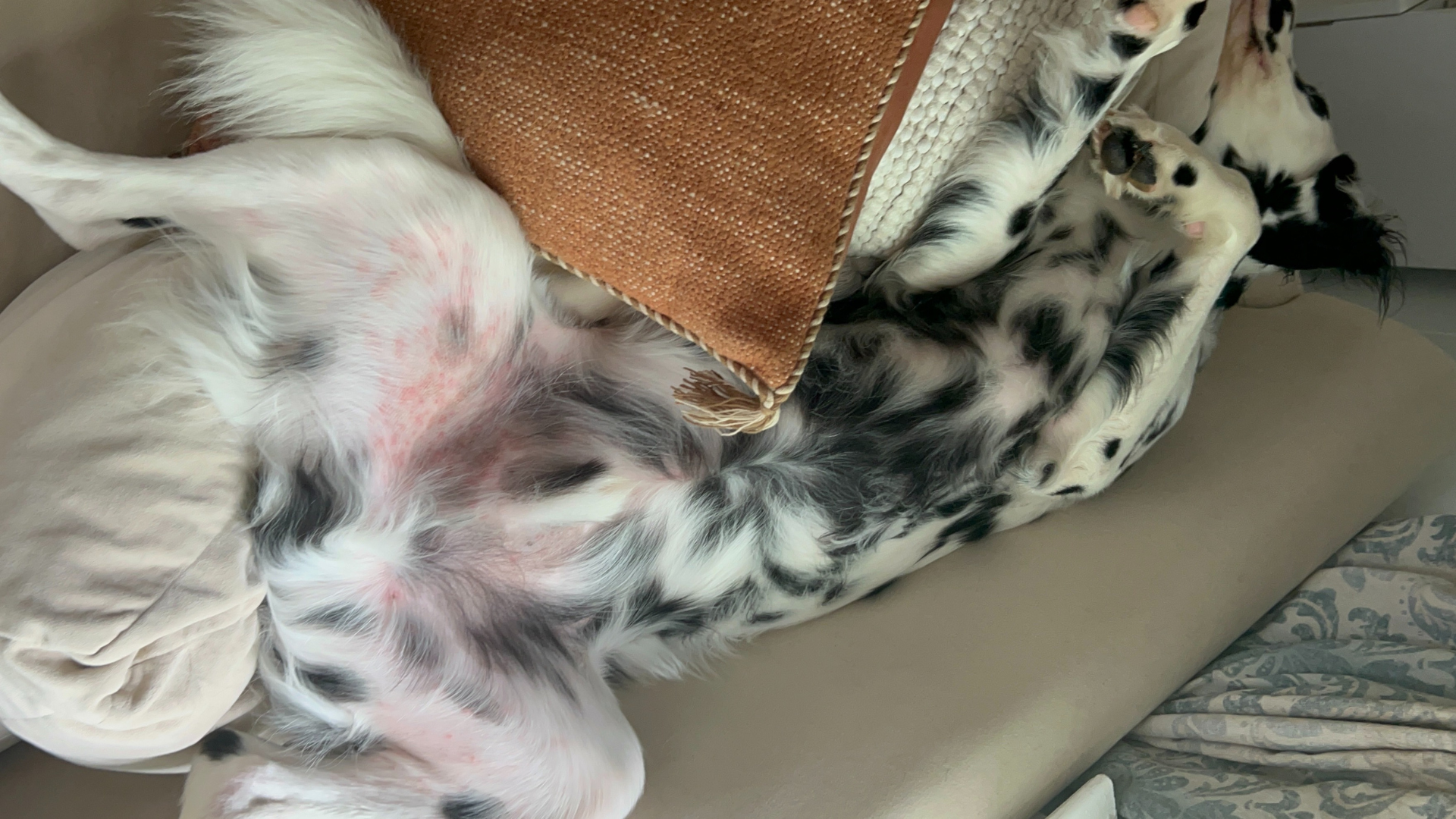 Dog Allergies: Why Cytopoint shouldn’t be the end of your treatment ...