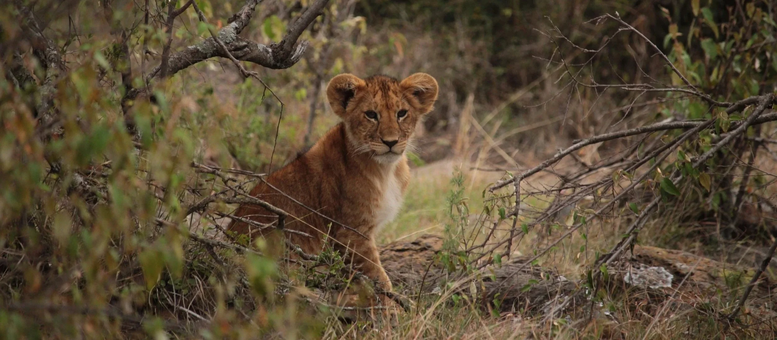 First-Time Safari Guide: Everything UK Travellers Need to Know — Lucie ...