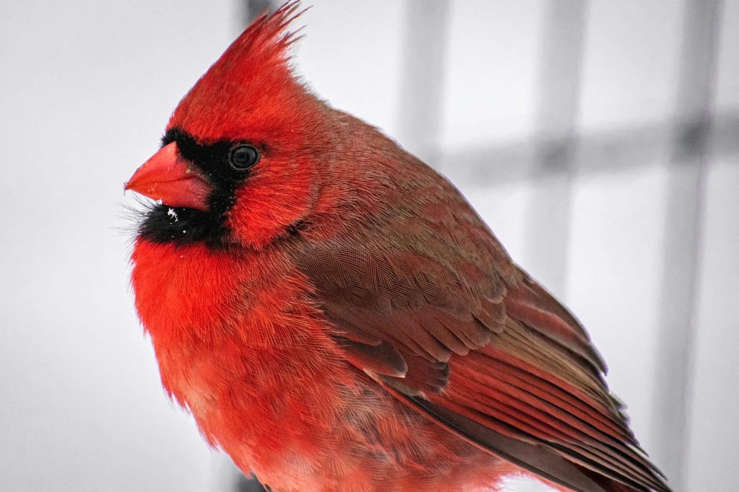 Cardinal Trust