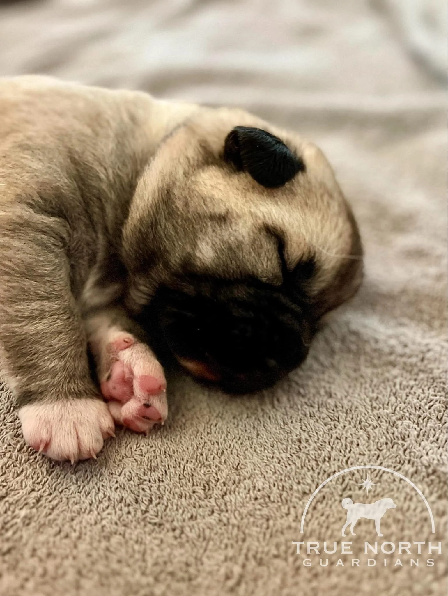 Litters — TRUE NORTH GUARDIANS