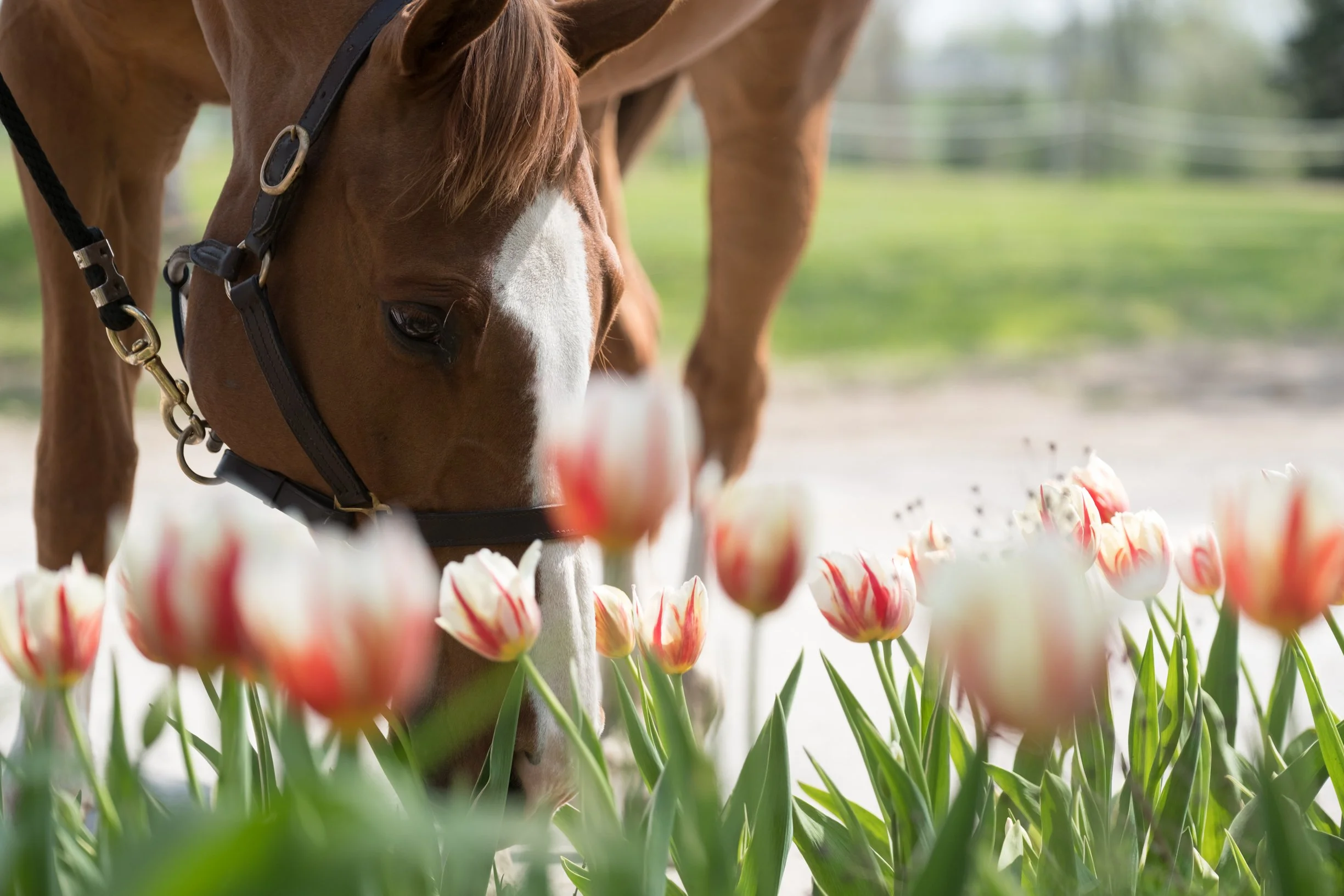 Our Story & Mission — Wesley Clover Parks