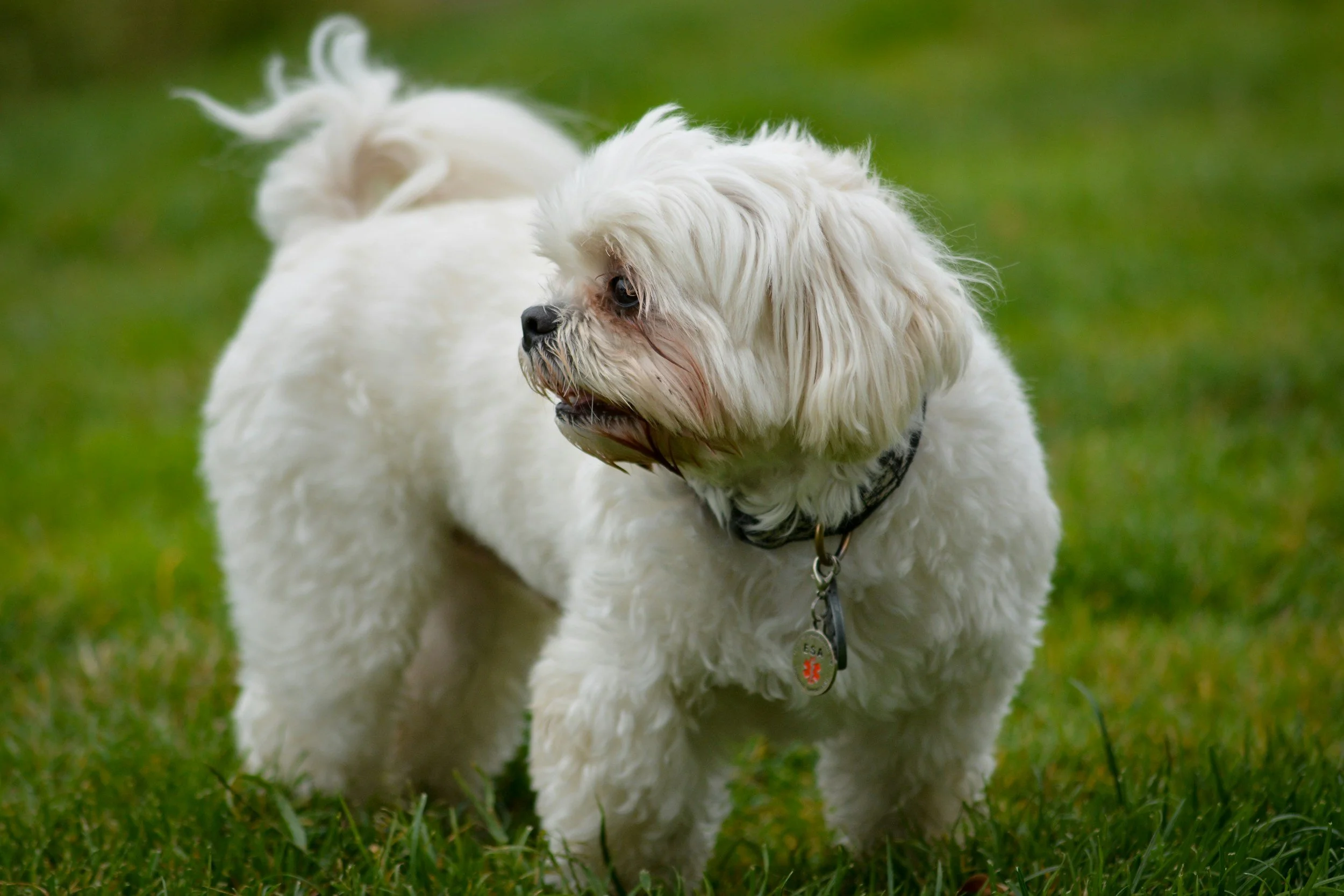 Cushing’s Disease in Dogs, Part 3: Treatment and Long-Term Management ...
