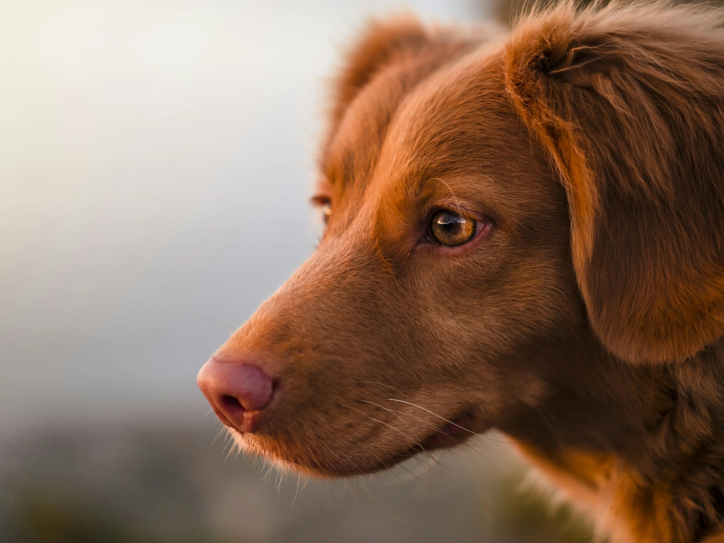 Understanding Addison’s Disease in Dogs — Two Rivers Veterinary Hospital