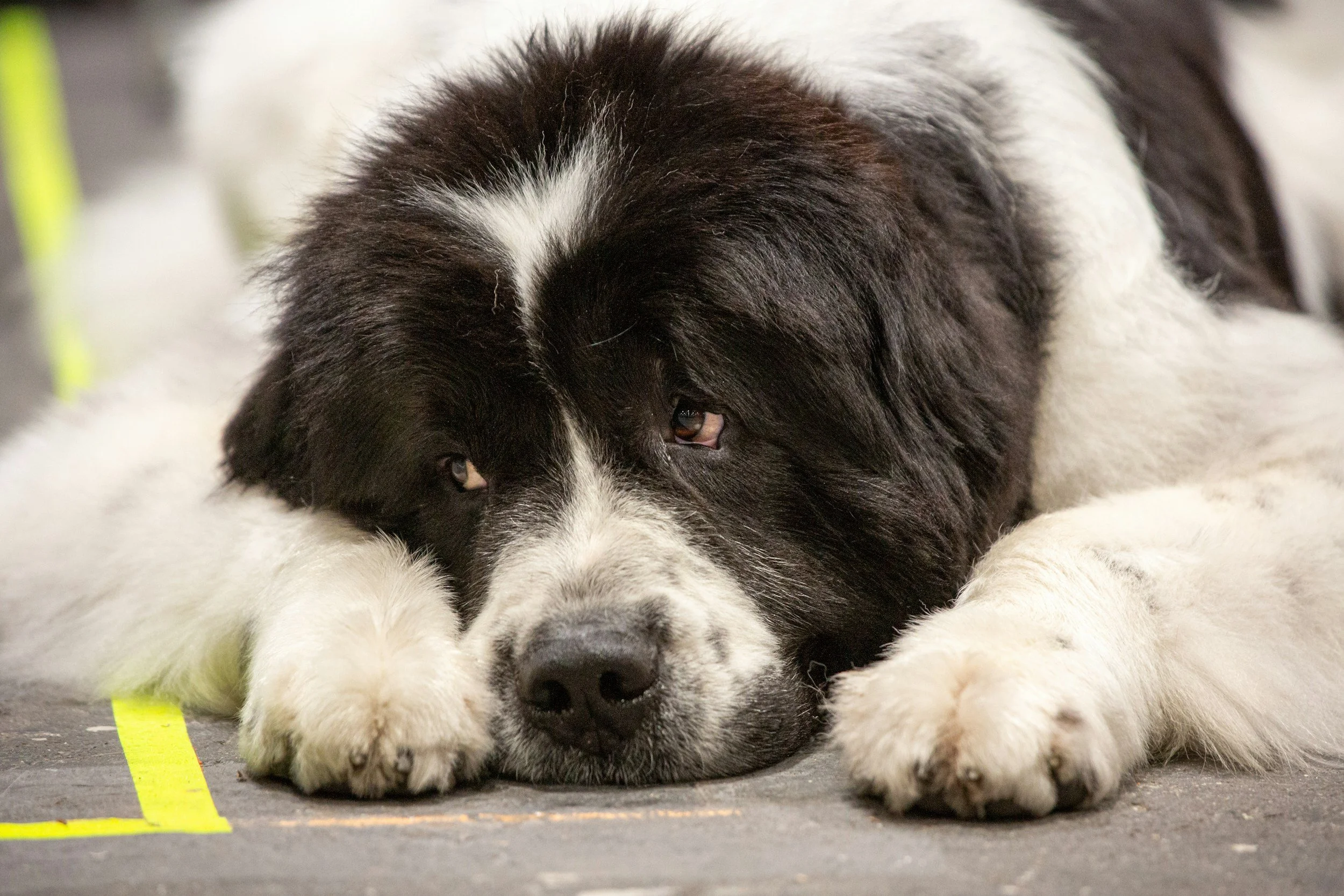 Addison’s Disease in Dogs: How We Test For and Treat It — Two Rivers ...