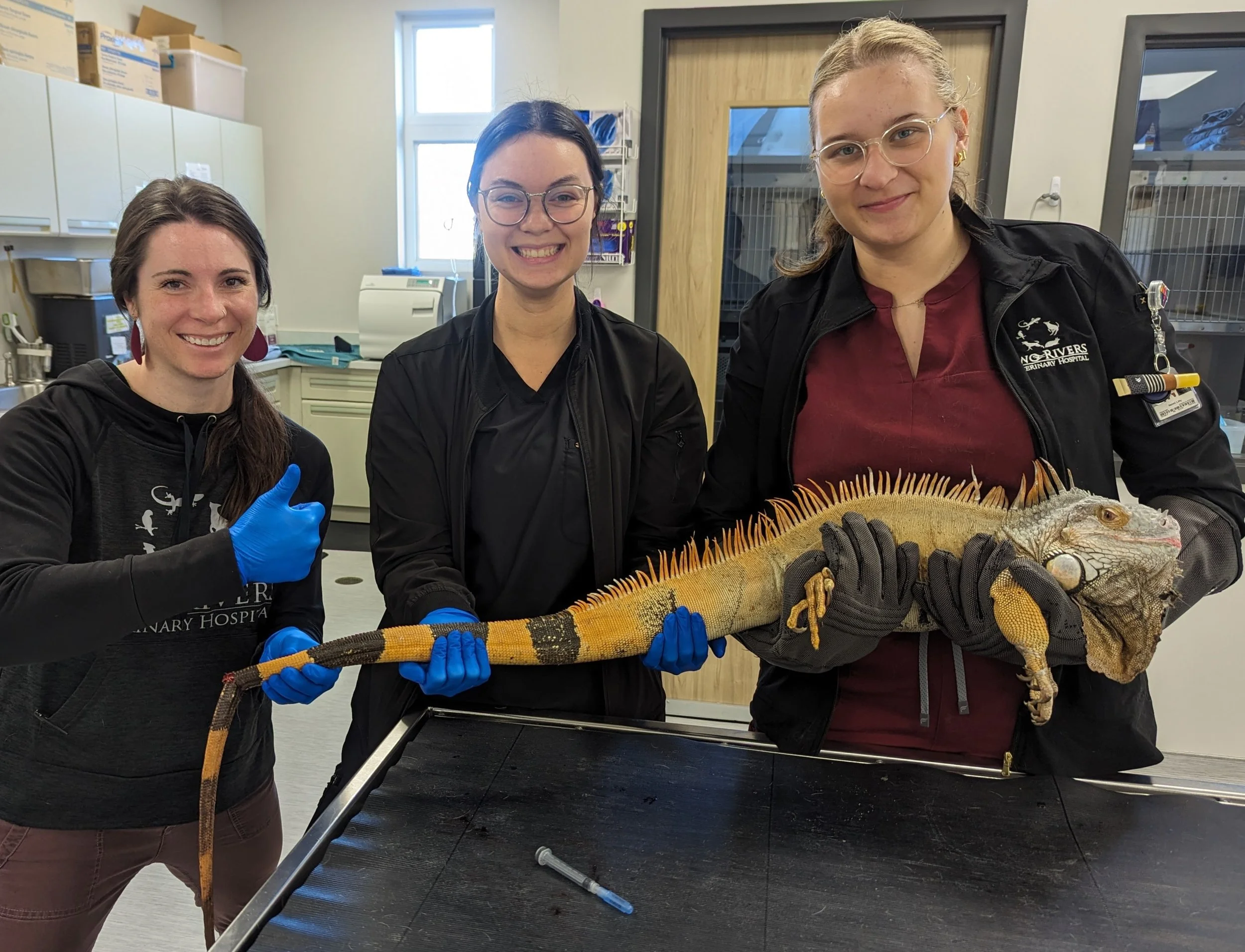 Services — Two Rivers Veterinary Hospital