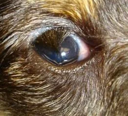 Distichia in Dogs and Cats — Two Rivers Veterinary Hospital