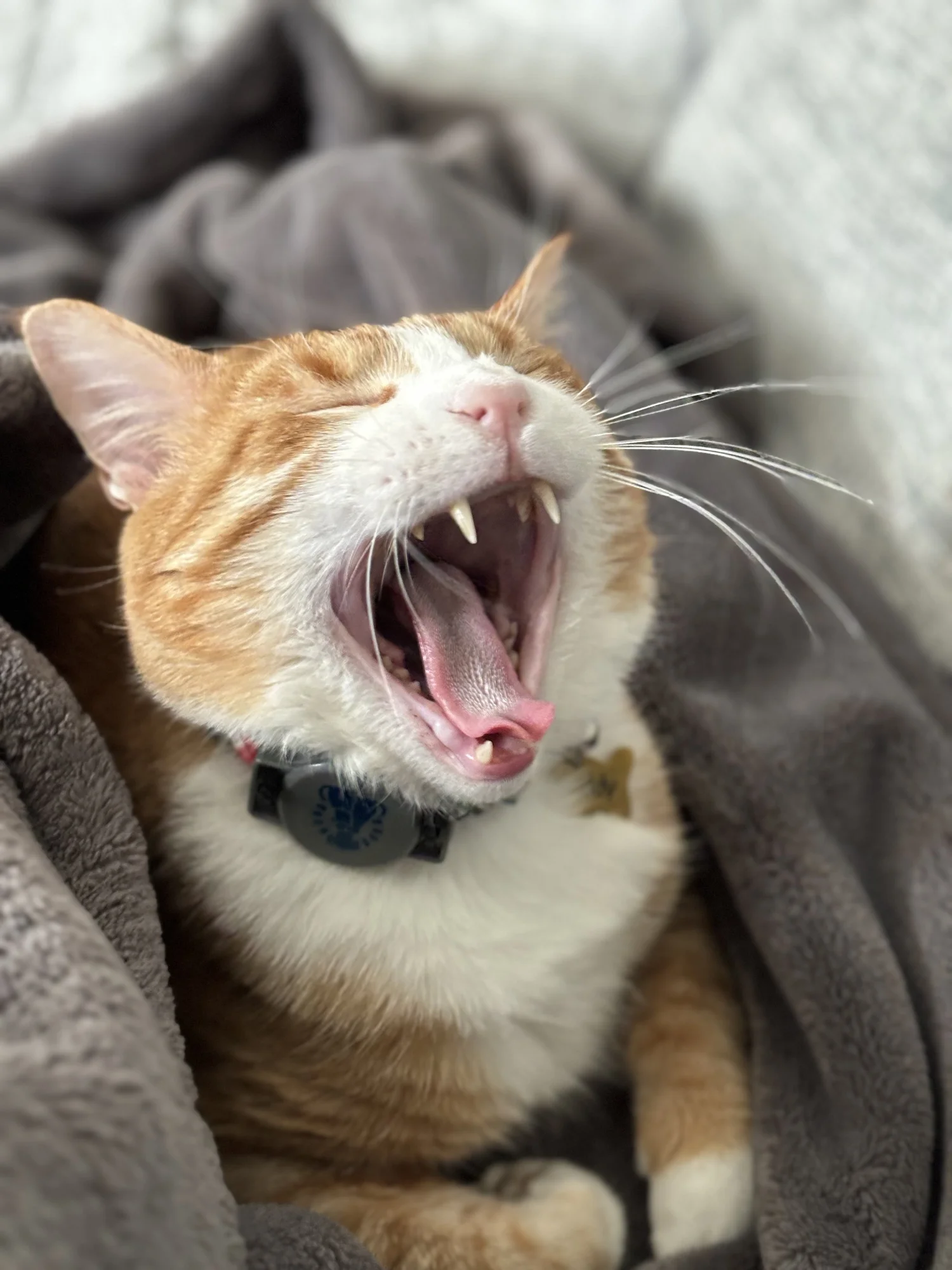 Services — Two Rivers Veterinary Hospital