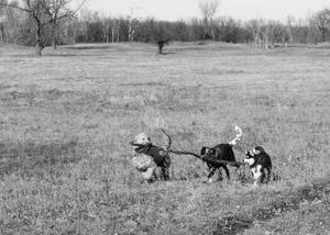 Two Rivers Veterinary Hospital