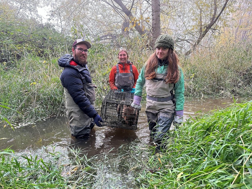 Understanding Low-Tech, Process-Based Restoration (LTPBR) — Anabranch ...