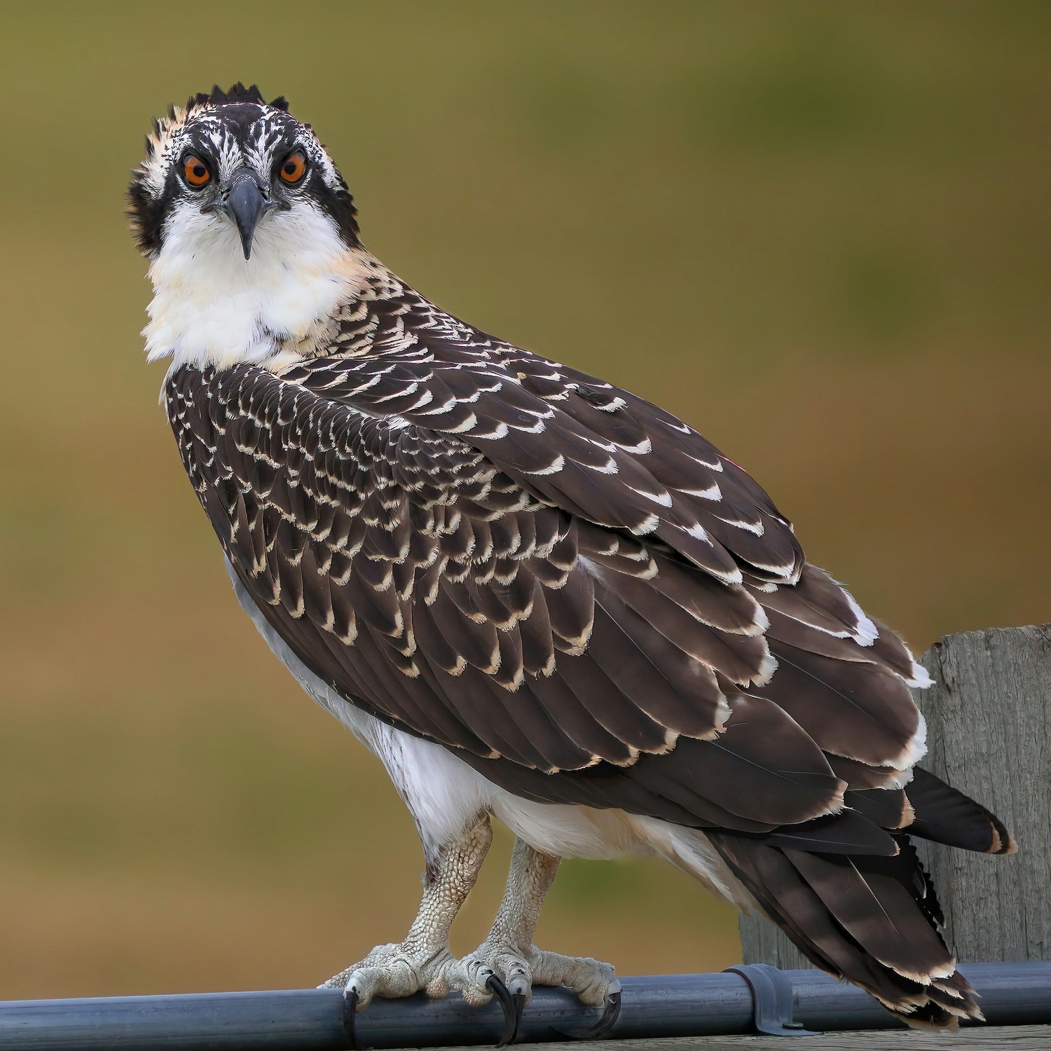 Usk Valley Ospreys