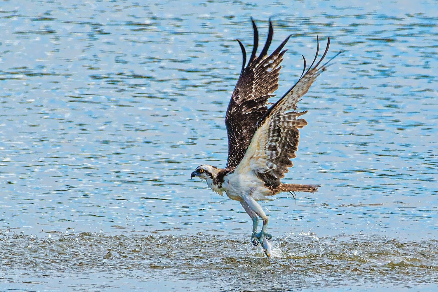 Usk Valley Ospreys
