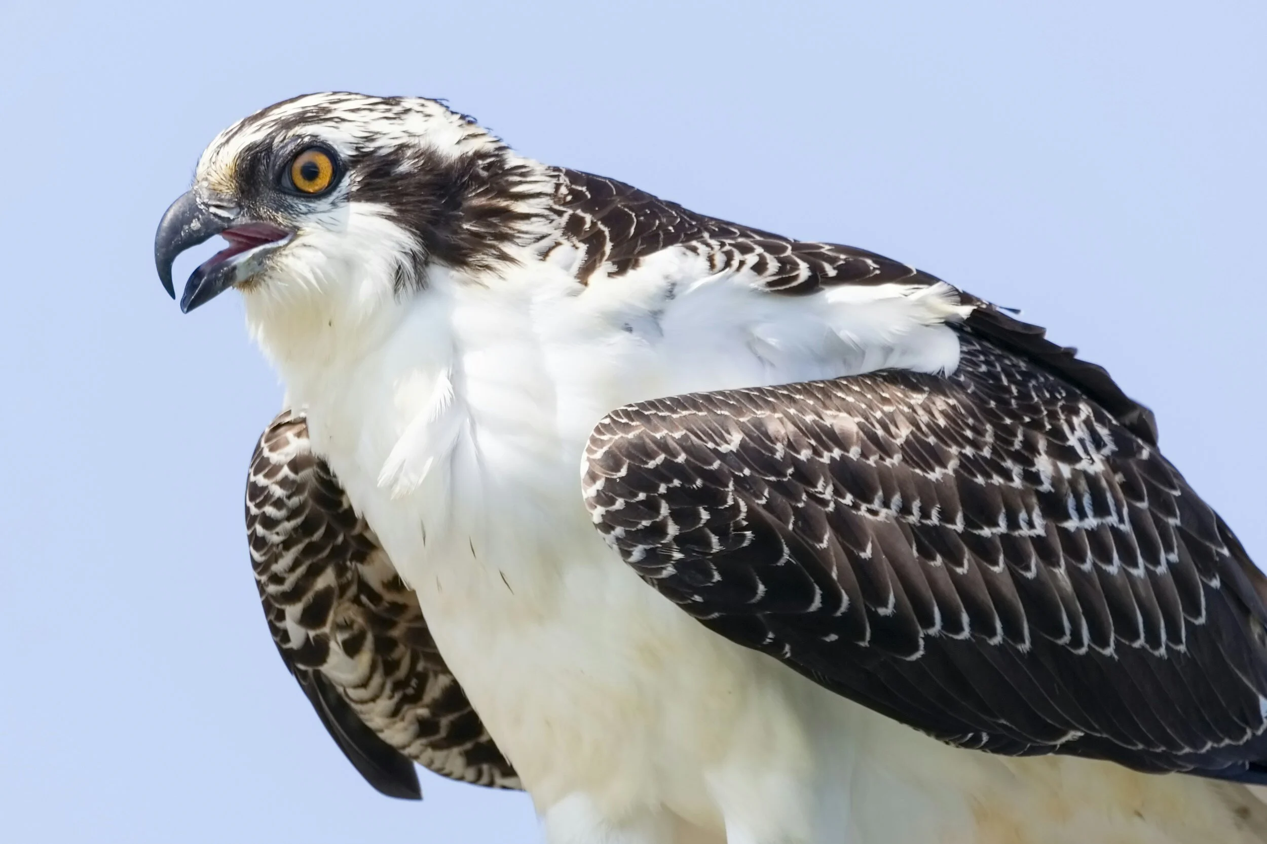 Ospreys — Usk Valley Ospreys
