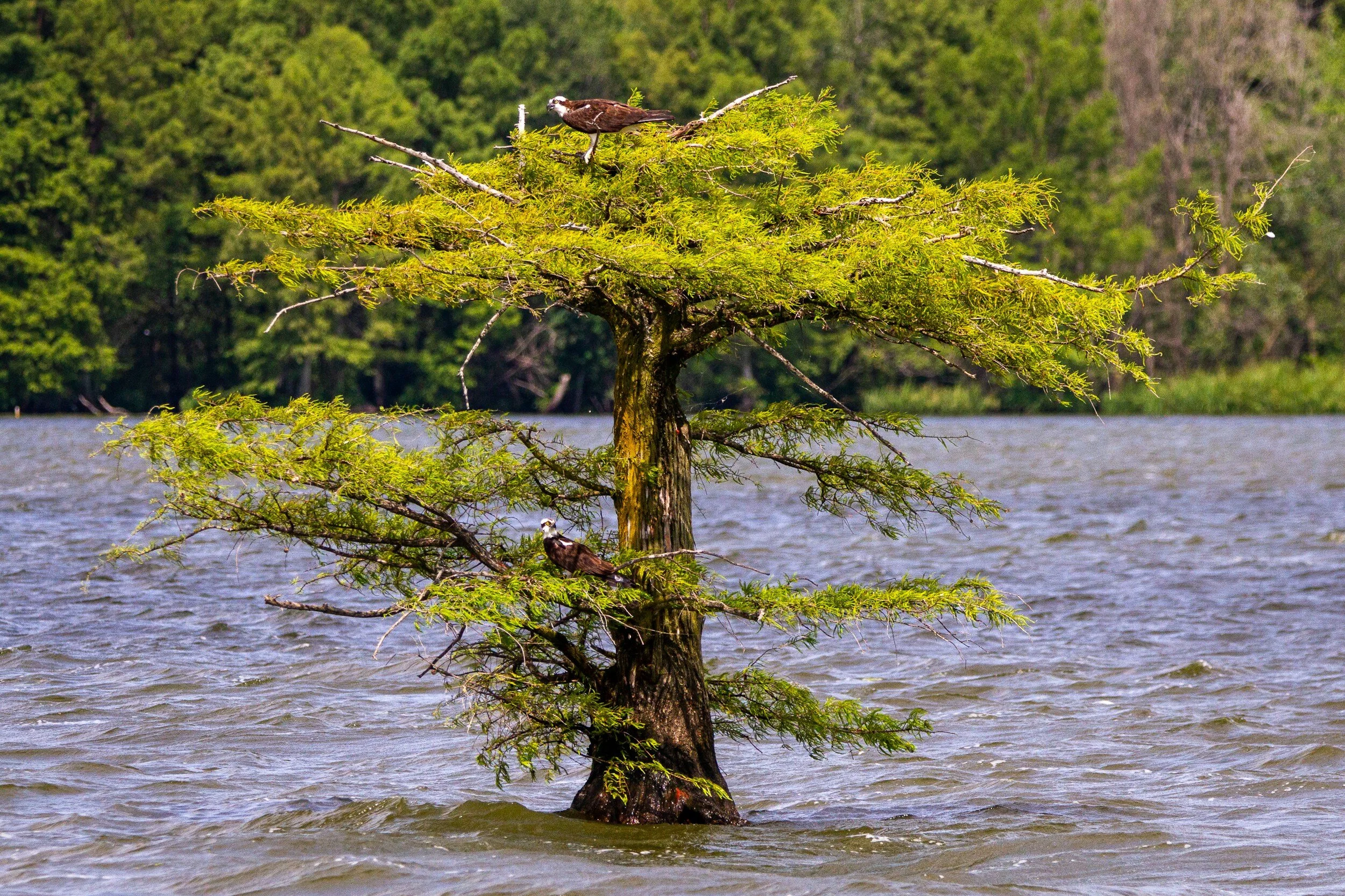 Ospreys — Usk Valley Ospreys