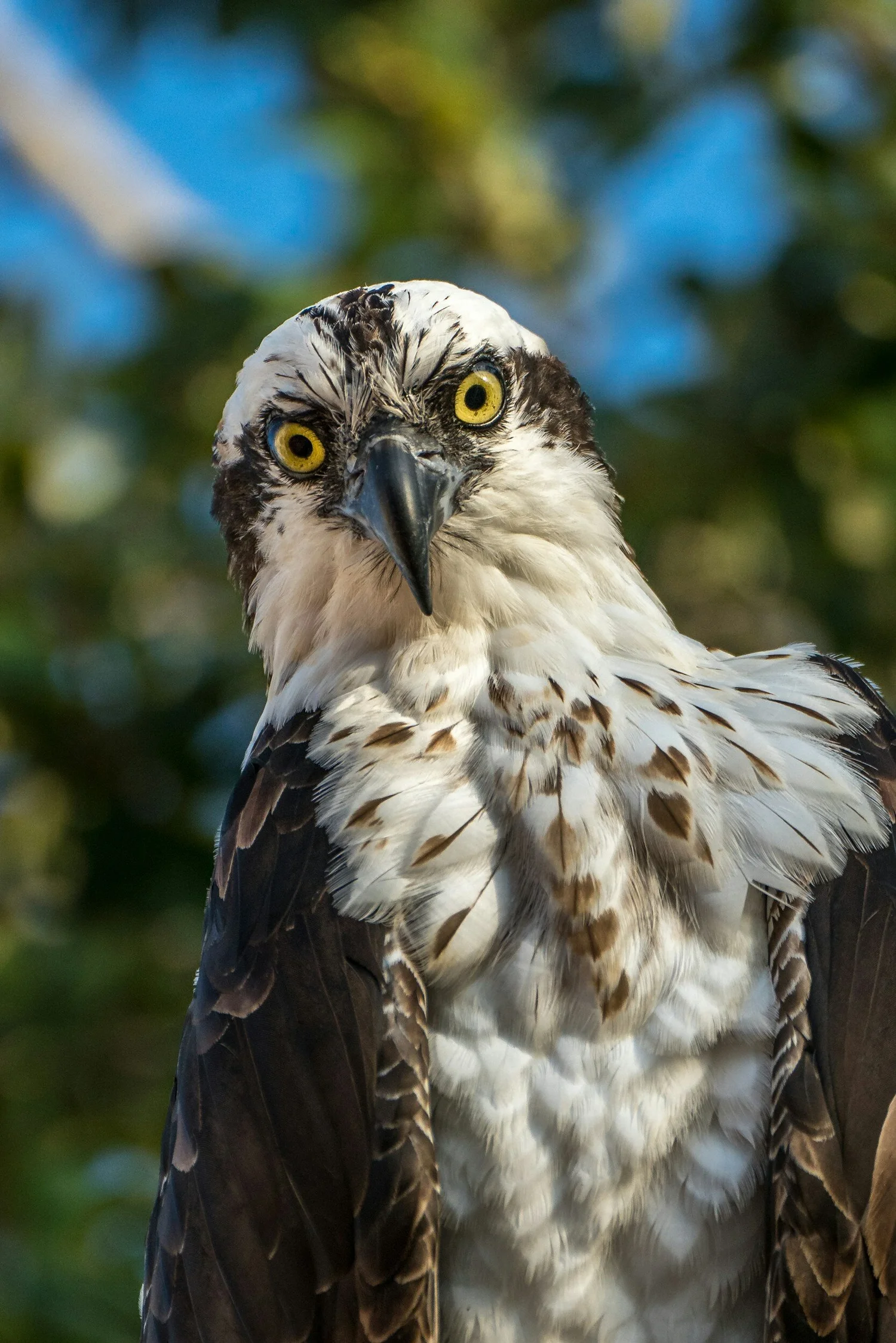 Usk Valley Ospreys