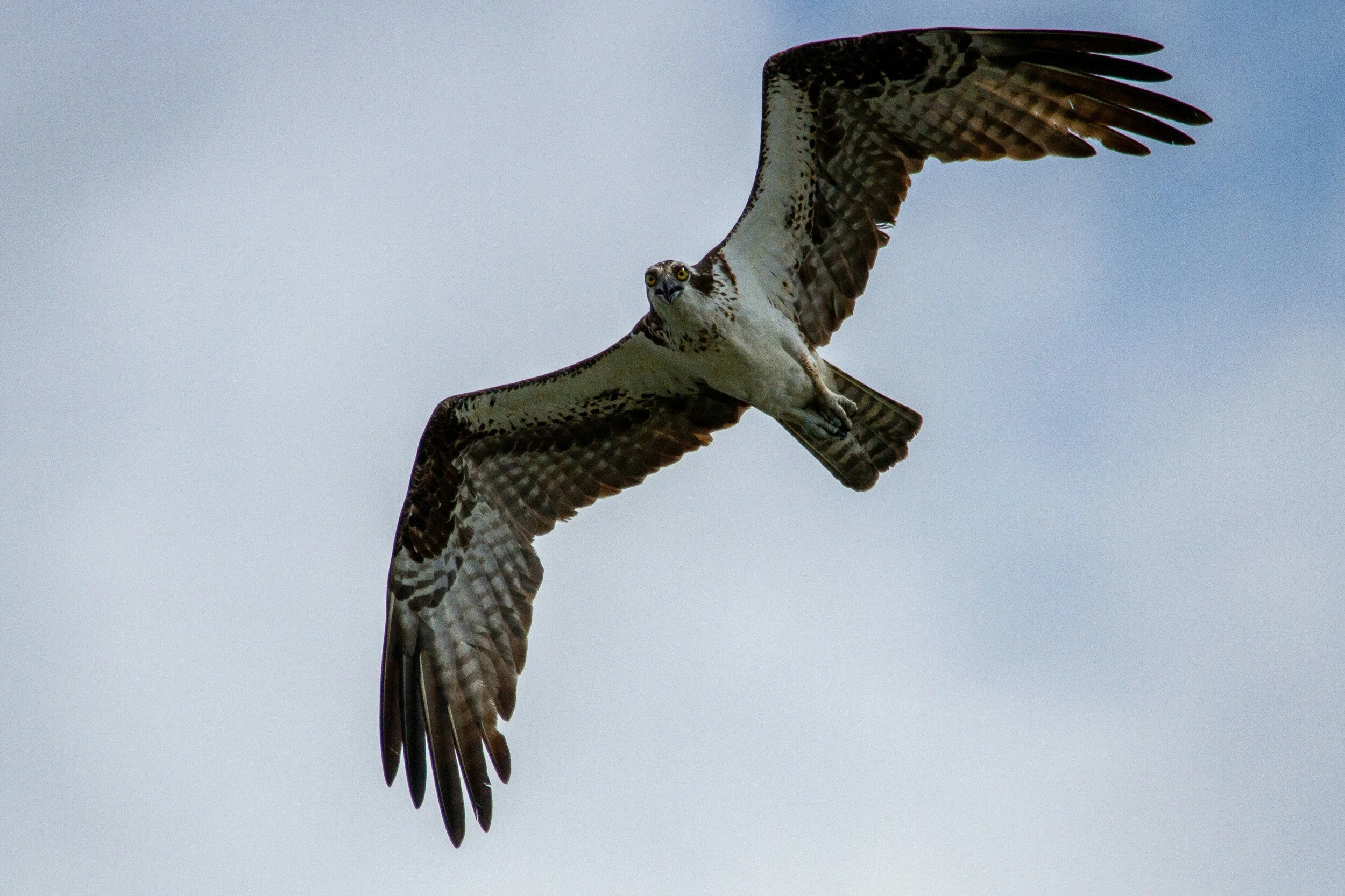 Usk Valley Ospreys