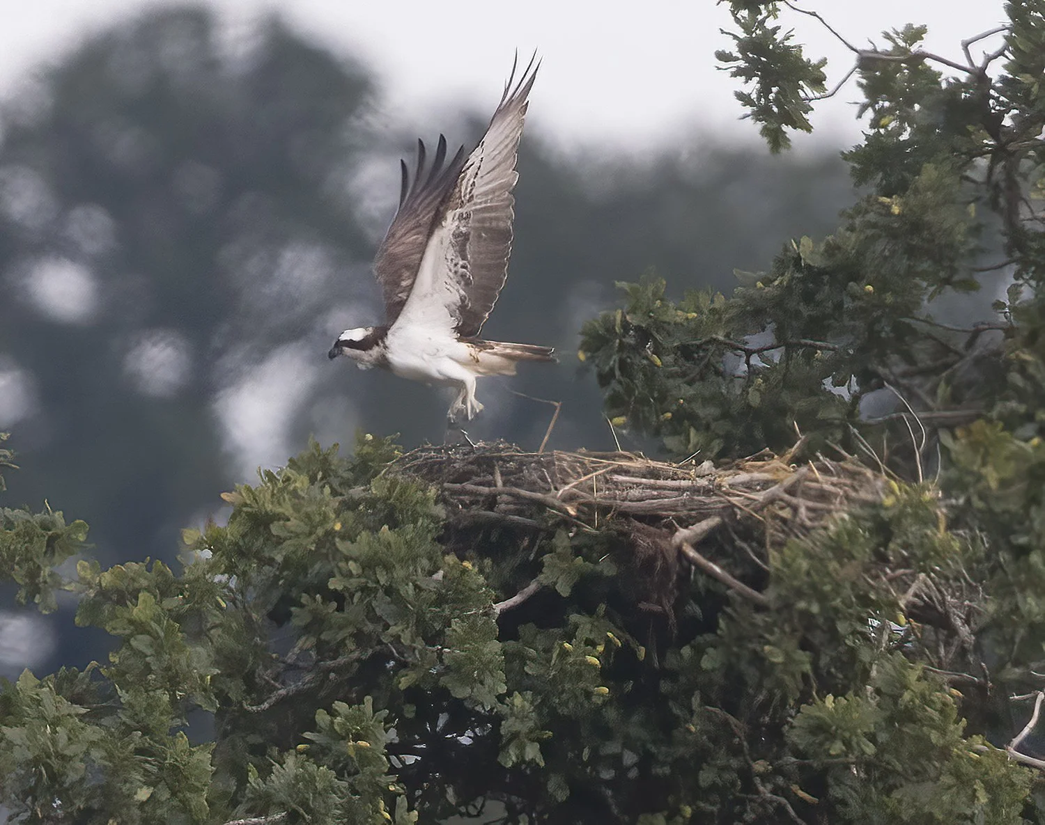 About us — Usk Valley Ospreys