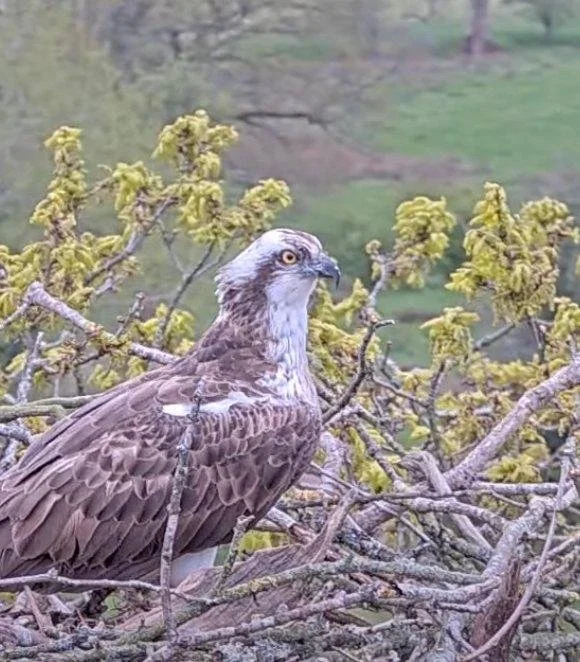 Our Pair - ID Guide — Usk Valley Ospreys