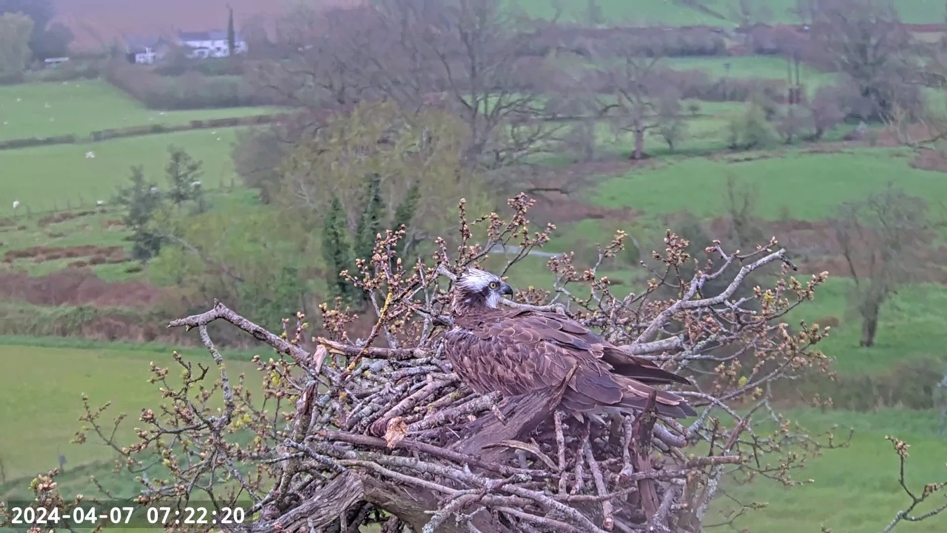 UPDATE on NEST ACTIVITY — Usk Valley Ospreys