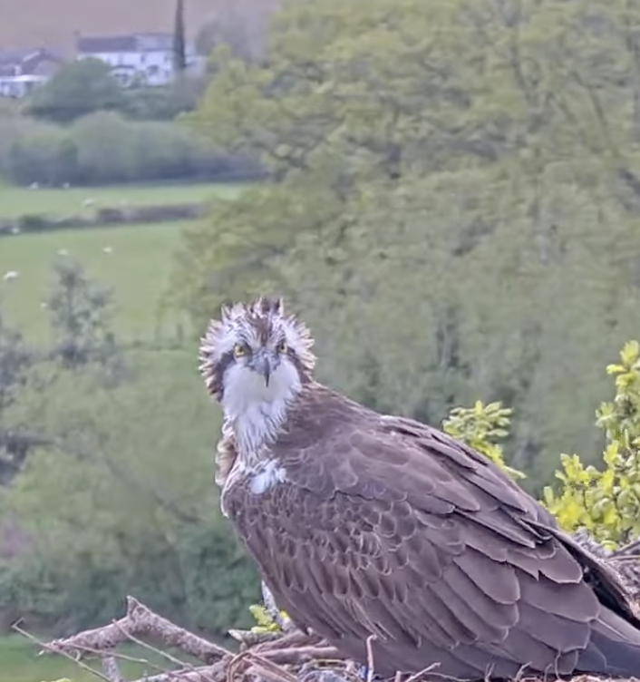 A week of intrigue! — Usk Valley Ospreys