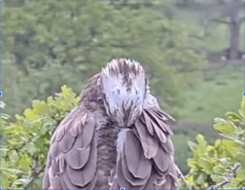 Our Pair - ID Guide — Usk Valley Ospreys