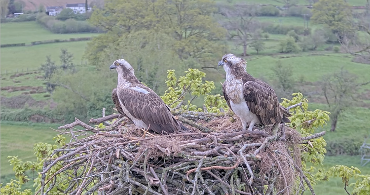 Our Pair - ID Guide — Usk Valley Ospreys