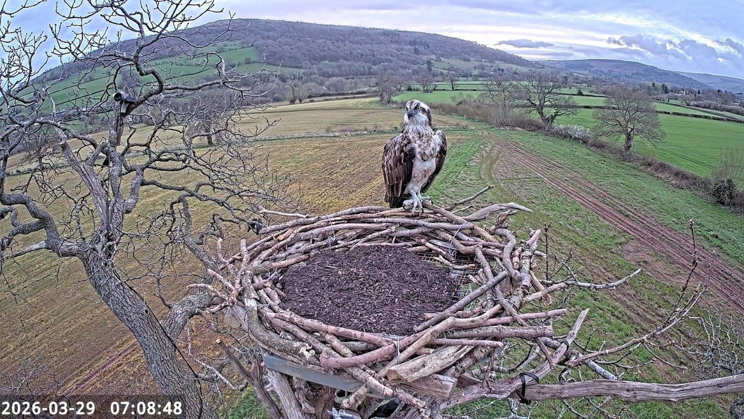 CLOGWYN RETURNS! — Usk Valley Ospreys