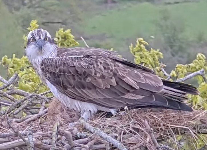 Our Pair - ID Guide — Usk Valley Ospreys
