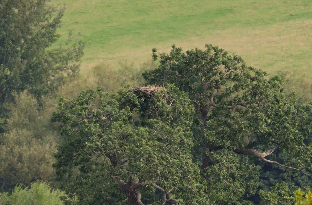 Usk Valley Ospreys