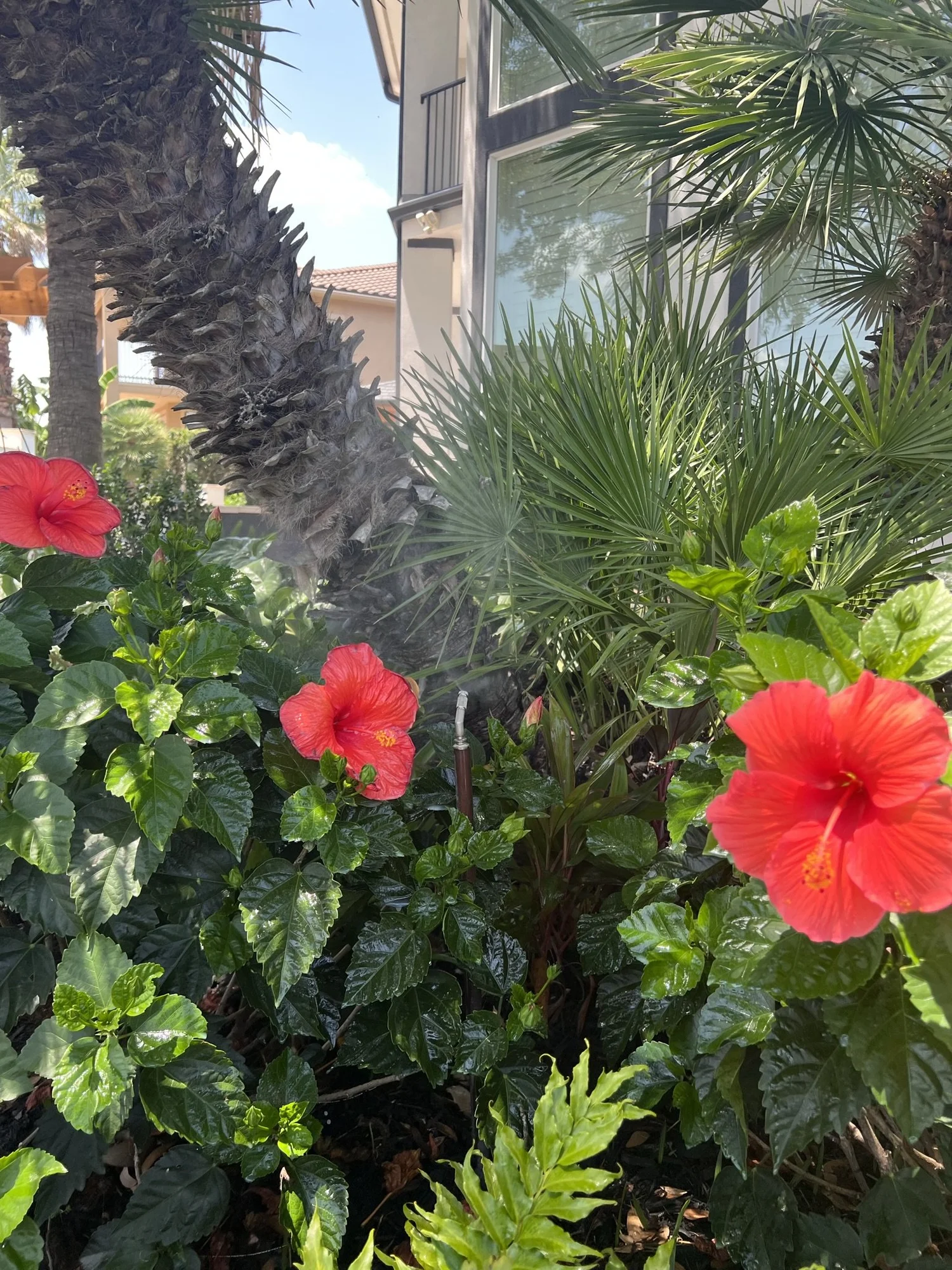 CoastalMister Mosquito Misting Systems and Products — Coastal Mister ...