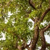 B&D Trading | Manufacturer and Supplier of Shea Stearin