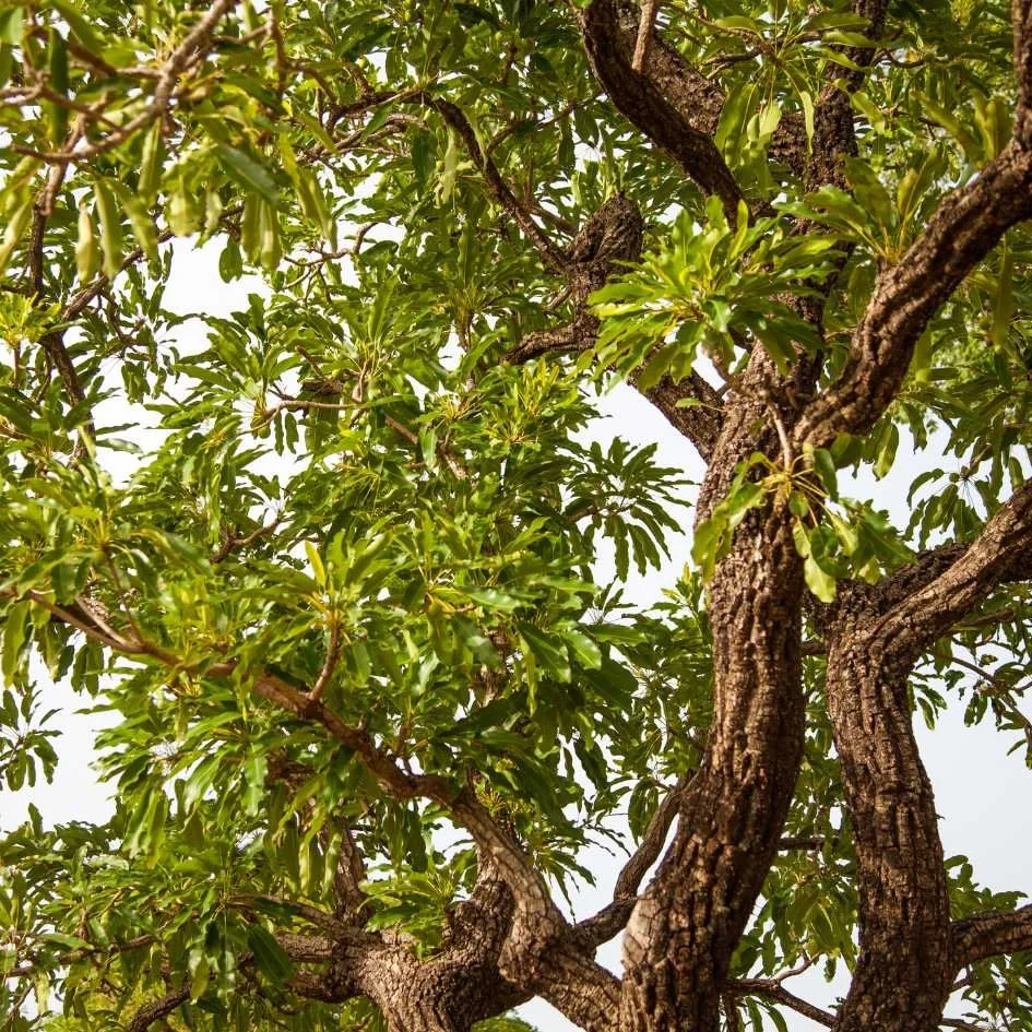 B&D Trading | Manufacturer and Supplier of Shea Stearin