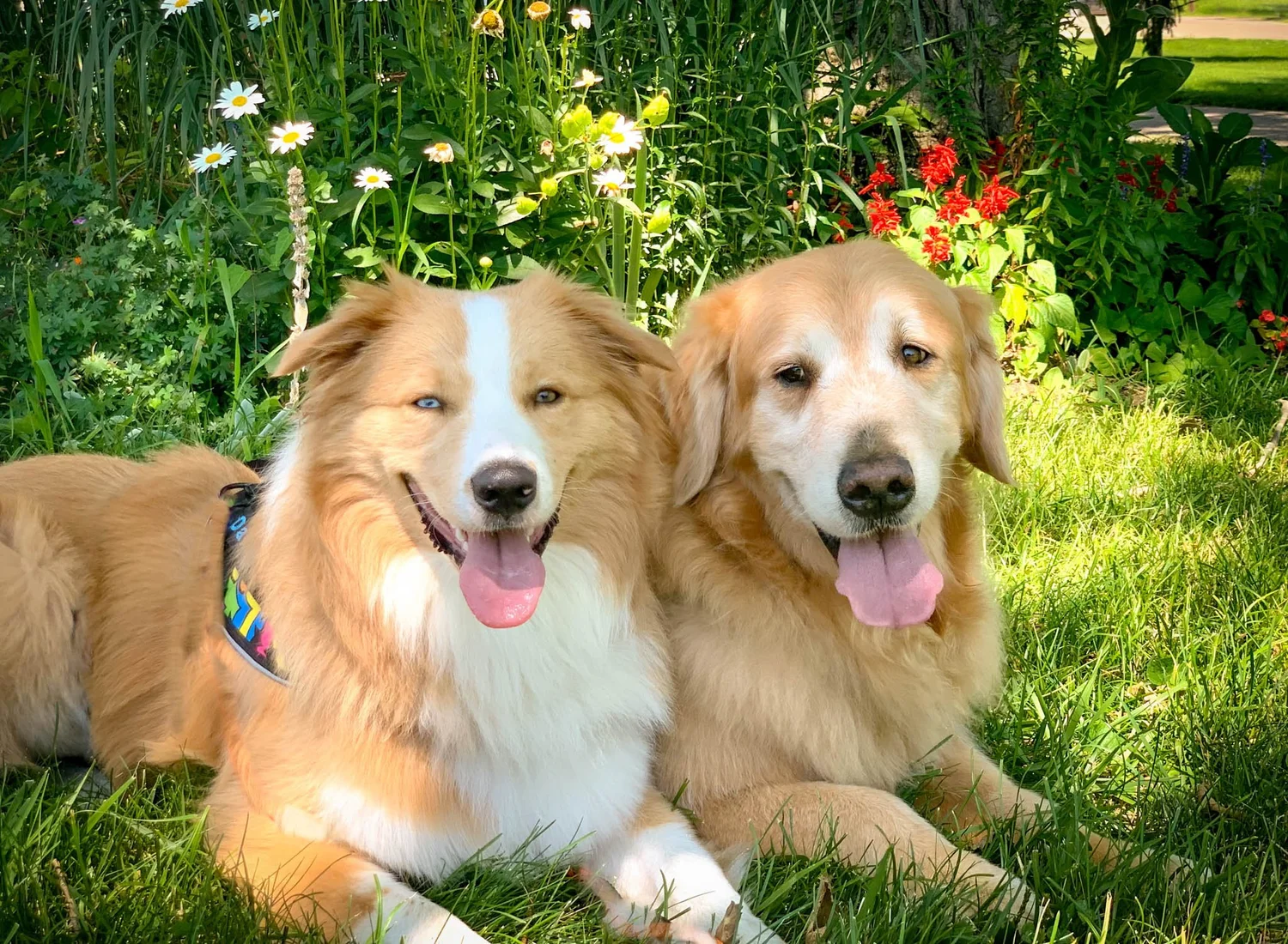 Pawsitive Pet Behavior: dog & cat training, dog walking, enrichment ...