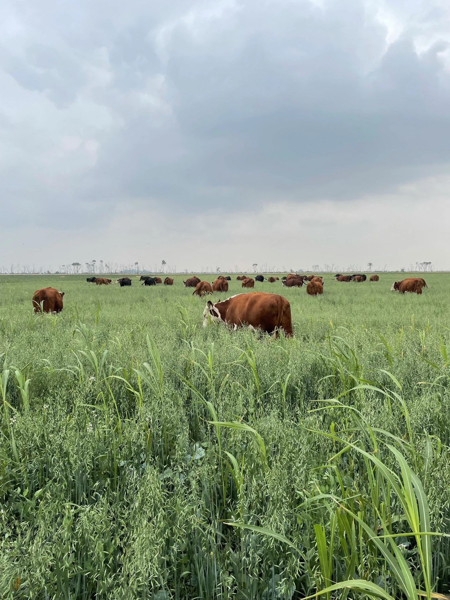 Ressler Farms | High Quality Beef | Tallow Balm | Hillsboro, ND