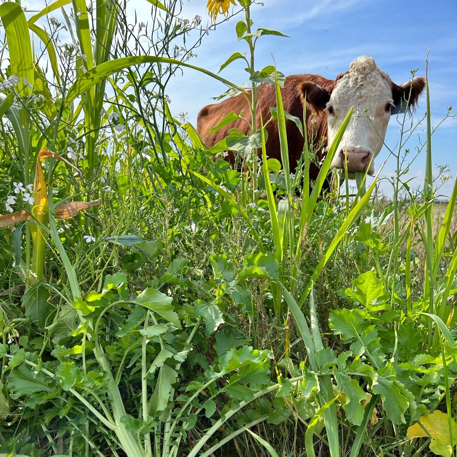 Ressler Farms | High Quality Beef | Tallow Balm | Hillsboro, ND