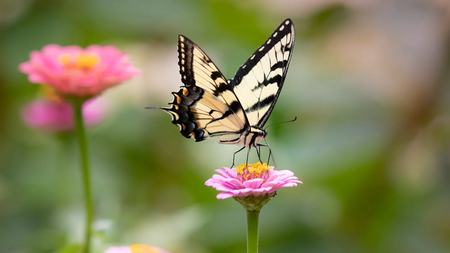AVL Butterfly Trail — Bee City Asheville