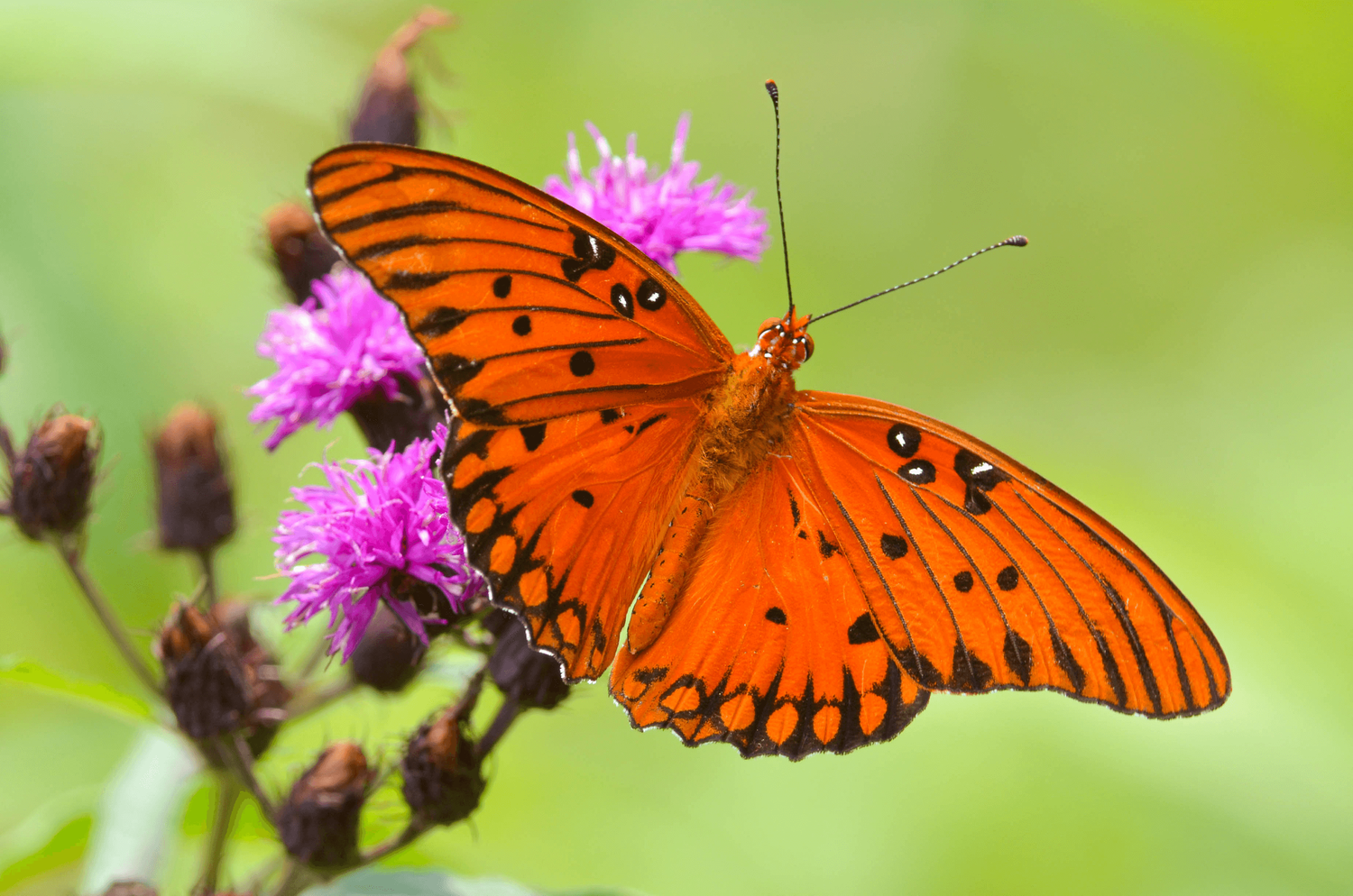 AVL Butterfly Trail — Bee City Asheville
