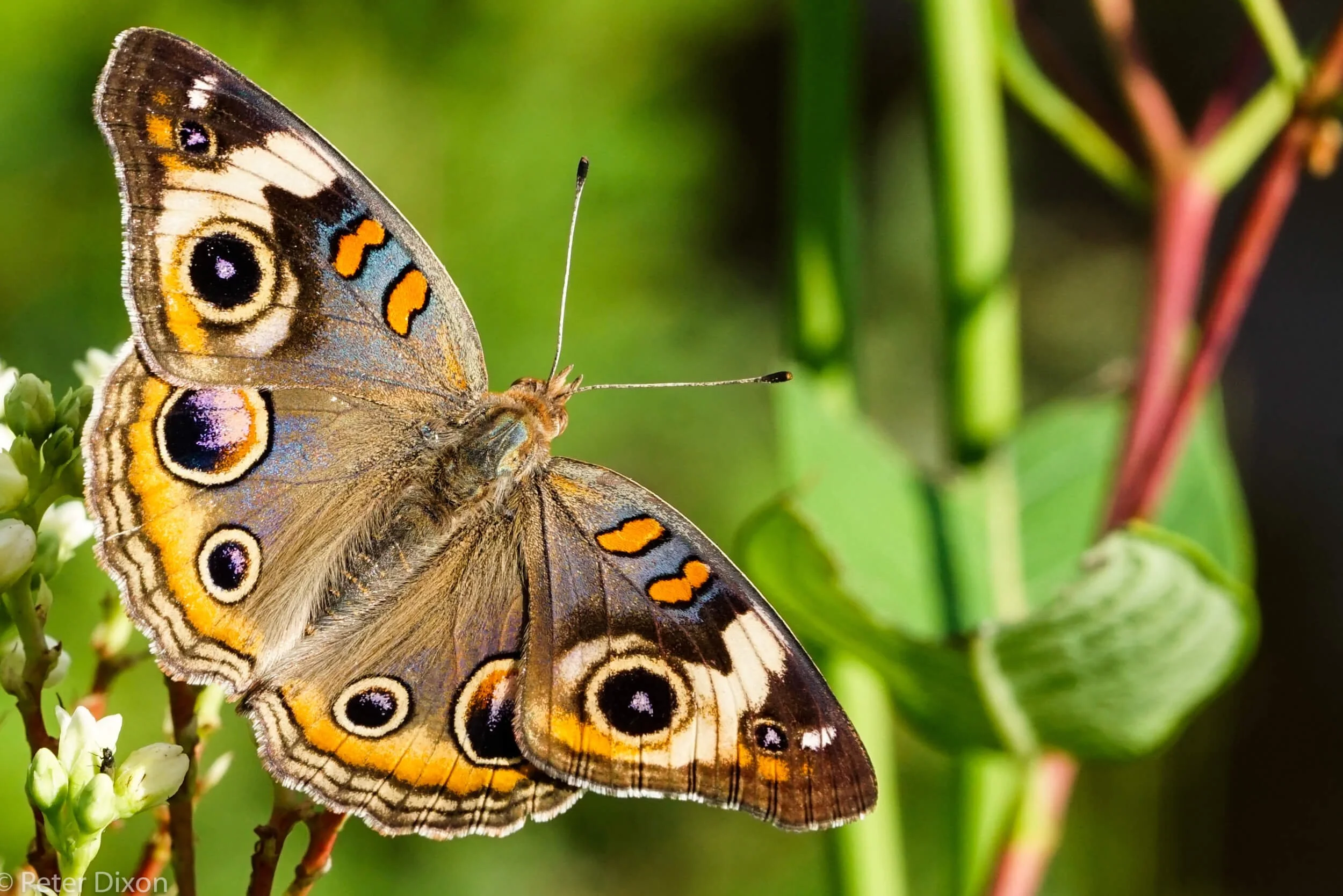 AVL Butterfly Trail — Bee City Asheville