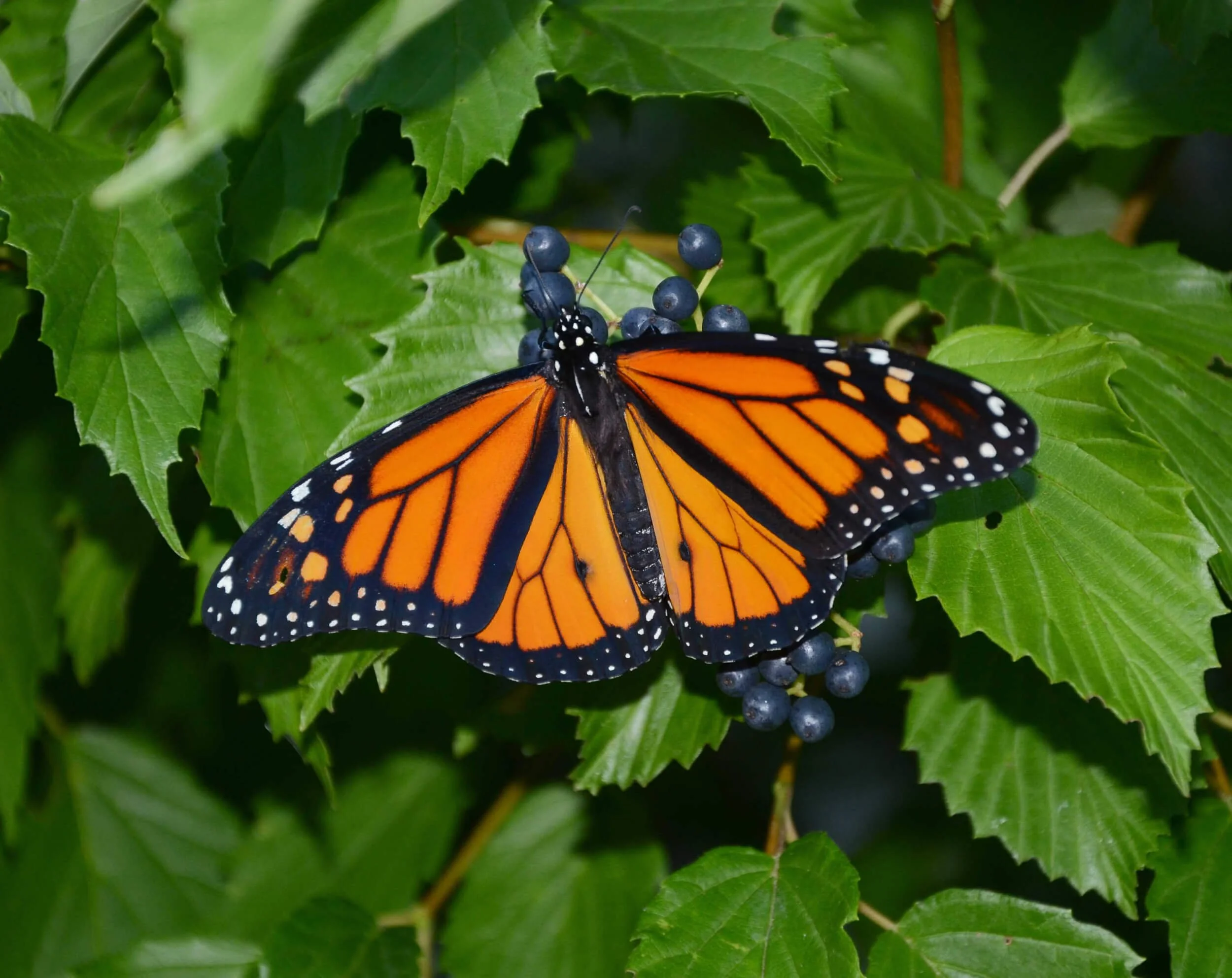 AVL Butterfly Trail — Bee City Asheville