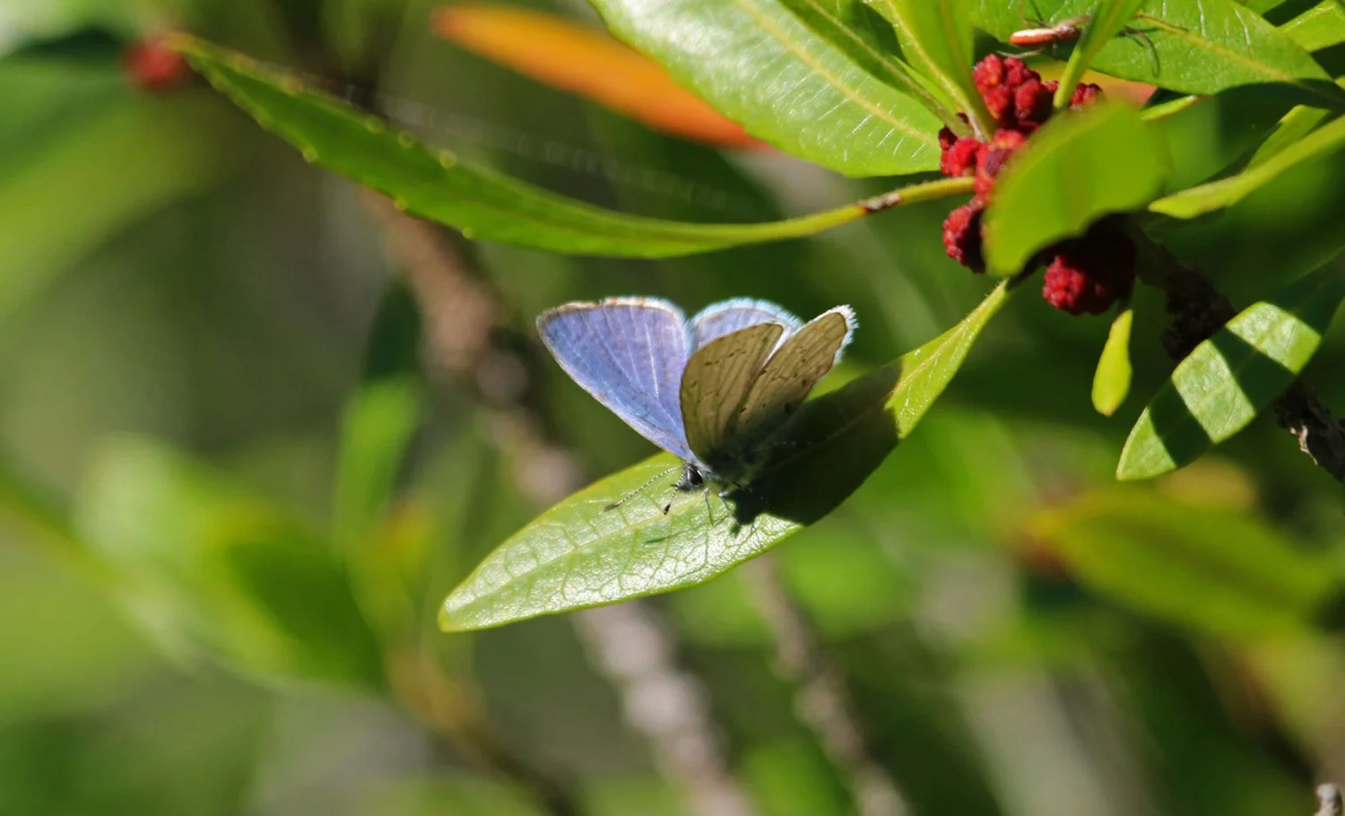 AVL Butterfly Trail — Bee City Asheville