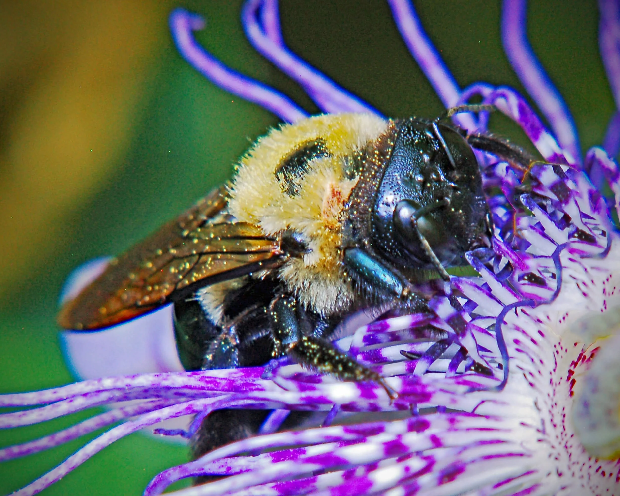 Certify Your Habitat — Bee City Asheville