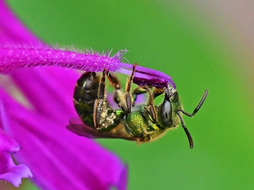 About — Bee City Asheville