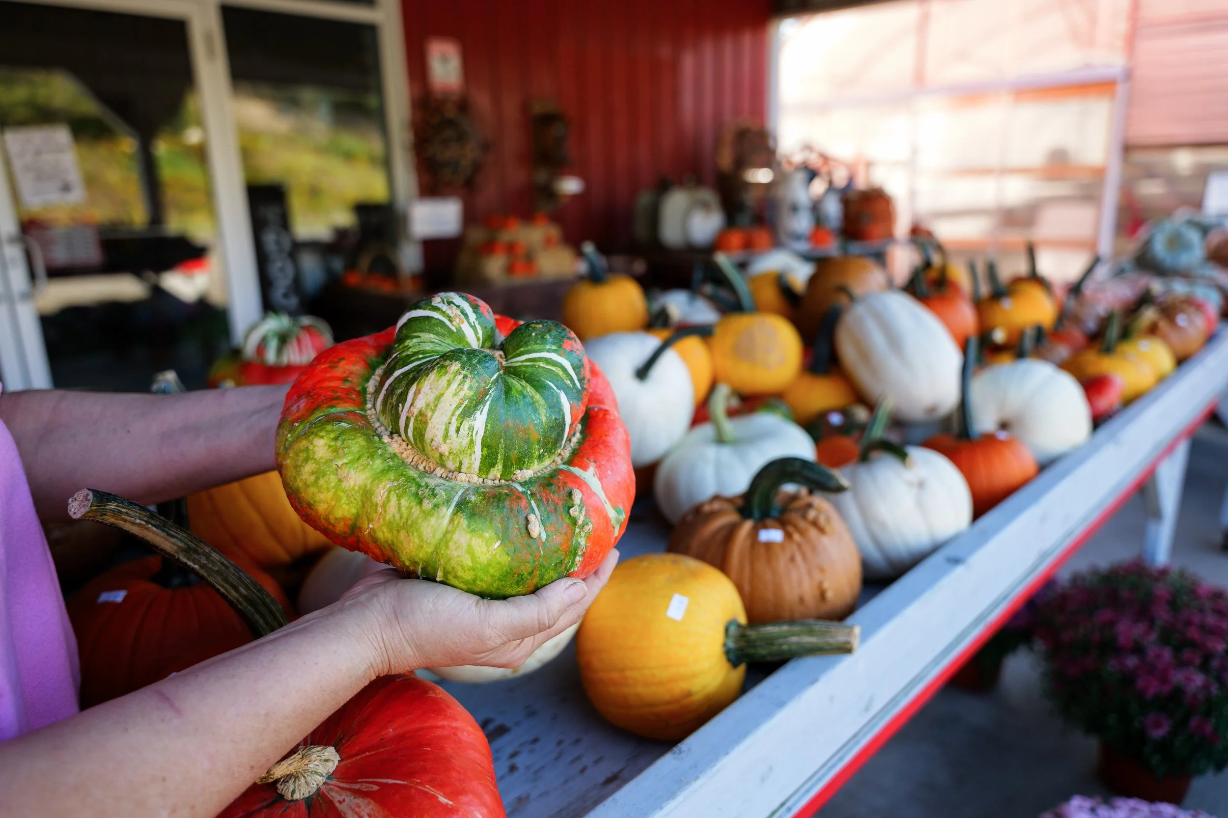 Valley View Farm Fresh Produce — Grown in Broome