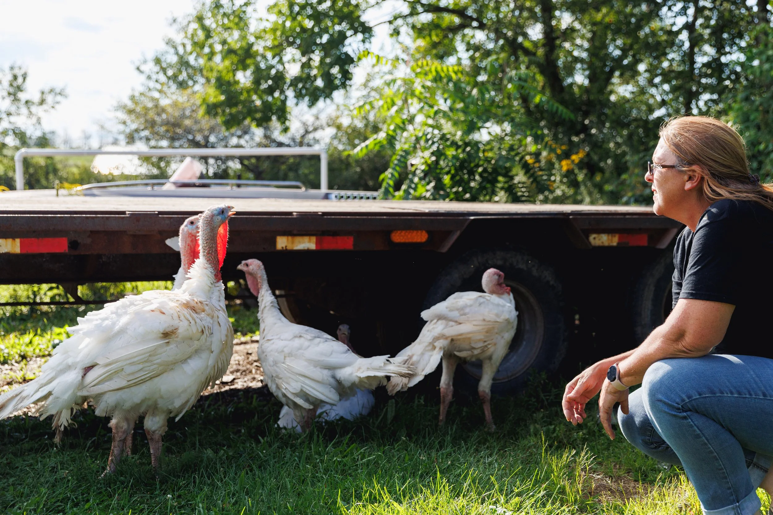 Henry's Hens — Grown in Broome